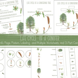 CONIFER TREE Unit Study, Life Cycle, Anatomy, Nature Study, Science ...
