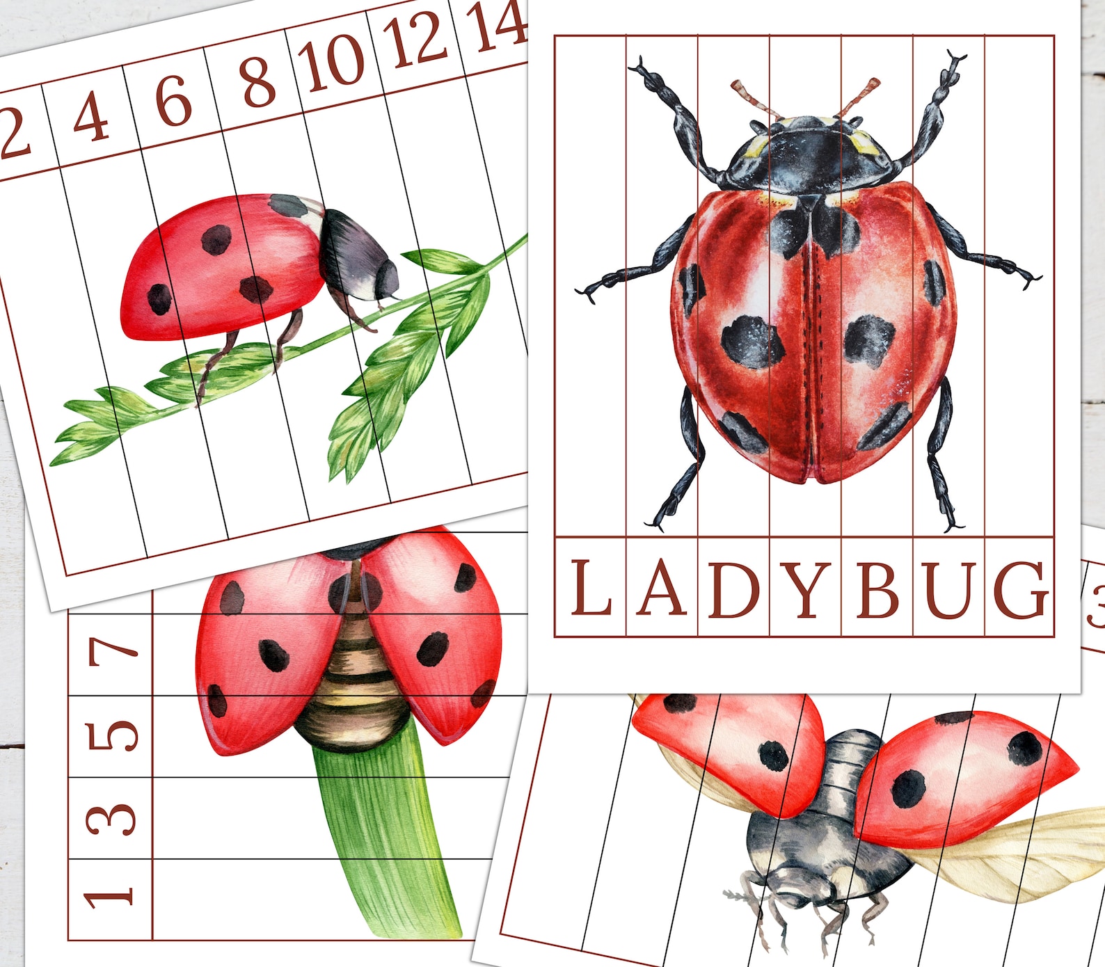 LADYBUGS Unit Study, Nature Study, Ladybug Activities, Science ...