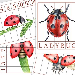 LADYBUGS Unit Study, Nature Study, Ladybug Activities, Science ...