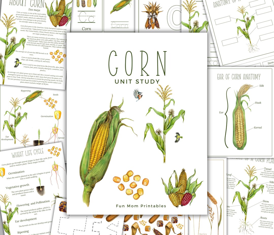 Corn Unit Study: Life Cycle, Anatomy, Homeschool Printable (instant ...