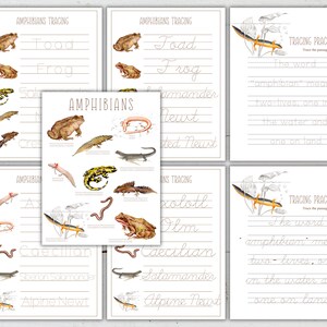 AMPHIBIANS Unit Study, Life Cycle, Anatomy, Nature Study, Science ...