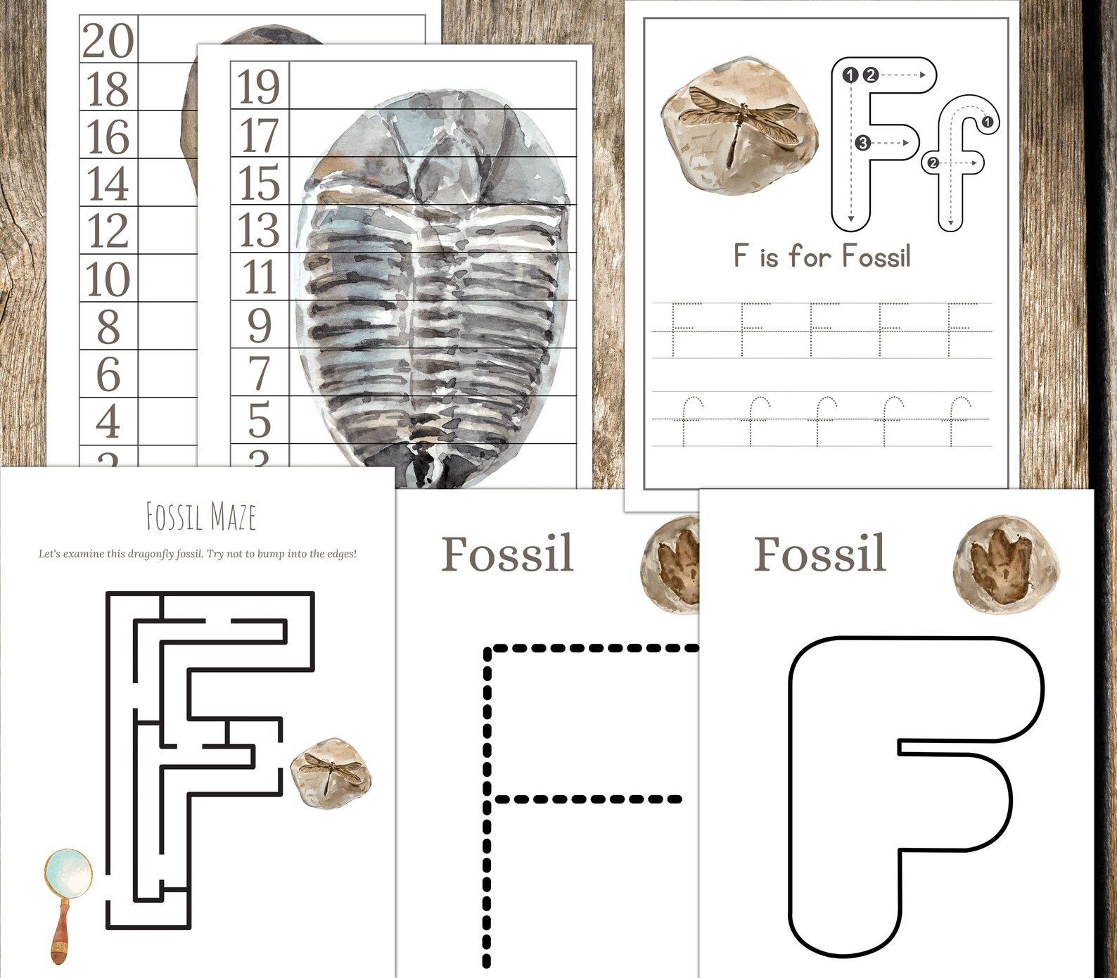 FOSSILS Unit Study Anatomy Nature Study Science - Etsy