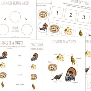 TURKEY Unit Study, Life Cycle, Anatomy, Montessori 3 Part Cards ...