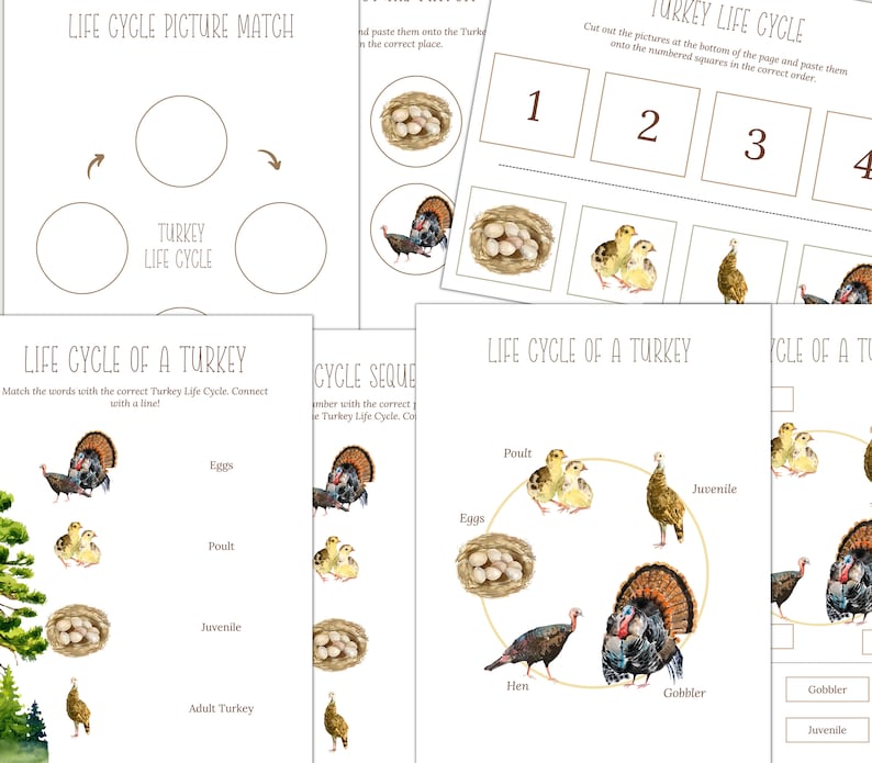 TURKEY Unit Study Life Cycle Anatomy Montessori 3 Part - Etsy