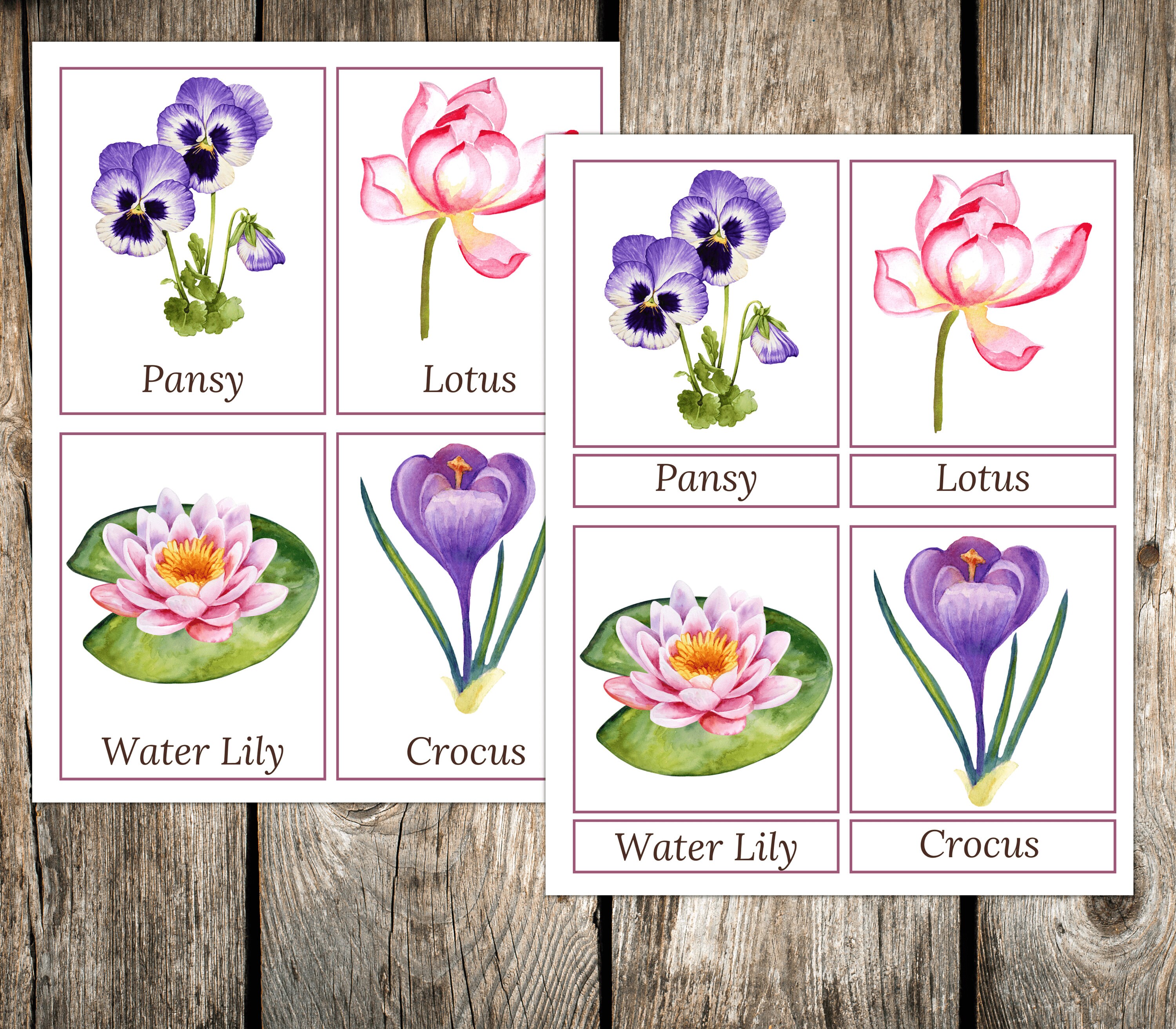Flower 3-part Cards Recognition Cards Flowers Spring - Etsy