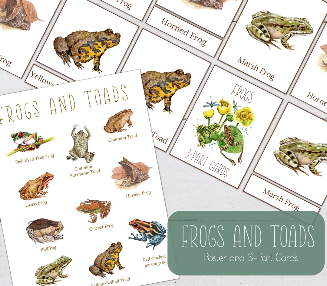 FROGS and TOADS Mini Poster 3-part Cards Montessori - Etsy