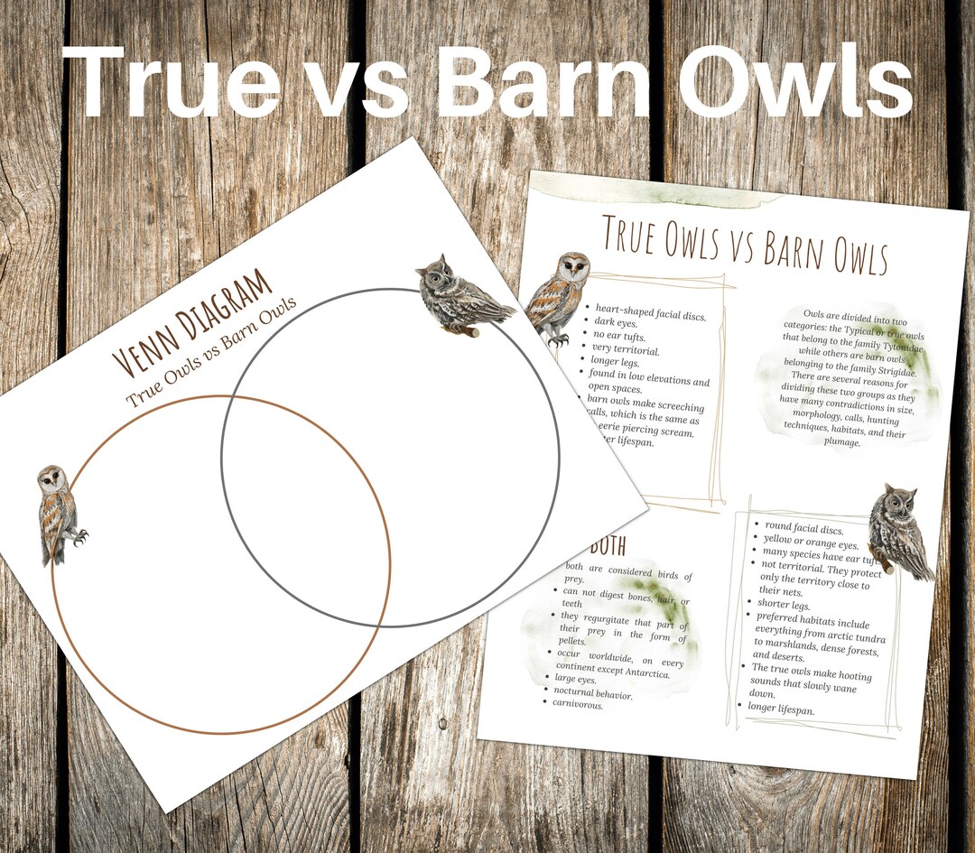 TRUE Vs BARN OWLS Venn Diagram Activity, Homeschool, Montessori ...