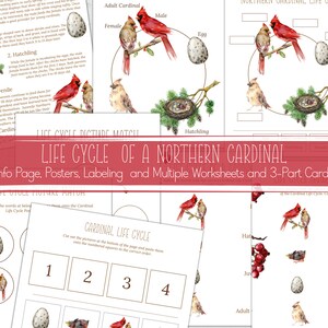 Northern Cardinal Unit Study: Homeschool Science Printable (instant ...