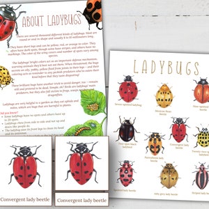 LADYBUGS Unit Study, Nature Study, Ladybug Activities, Science ...