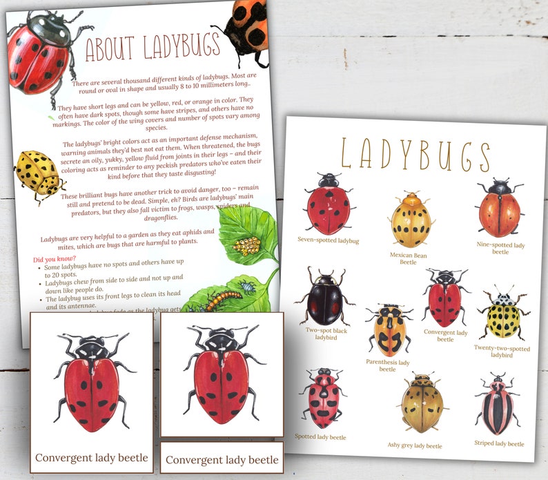 LADYBUGS Unit Study, Nature Study, Ladybug Activities, Science ...