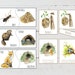 ANIMAL HOMES Unit Study, Nature Study, Science, Handwriting, Homeschool ...