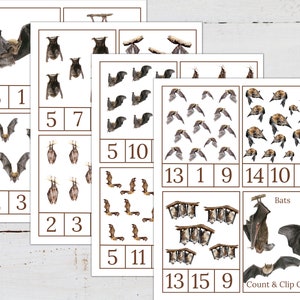 Bats Unit Study: Life Cycle, Anatomy, Homeschool Printable (instant ...