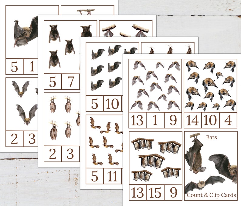 Bats Unit Study: Life Cycle, Anatomy, Homeschool Printable (instant ...