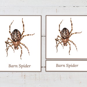 SPIDERS Mini Poster, Fact Cards and 3 Part Cards, Nature, Digital DIY ...