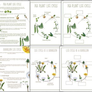 SEED DISPERSAL Unit Study, Anatomy, Nature Study, Science, Handwriting ...