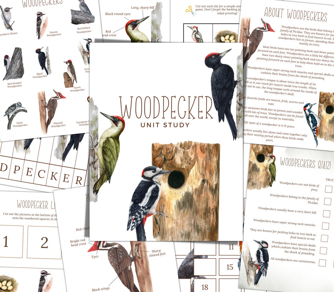 Woodpeckers Unit Study: Life Cycle, Anatomy, Homeschool Printable ...