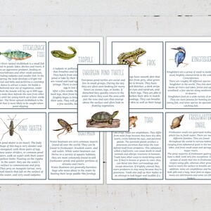 POND ECOSYSTEM Mini Poster, Fact Cards and 3 Part Cards, Nature ...