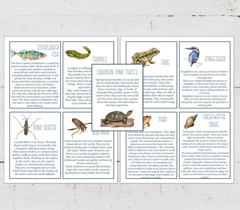 POND ECOSYSTEM Mini Poster Fact Cards and 3 Part Cards - Etsy