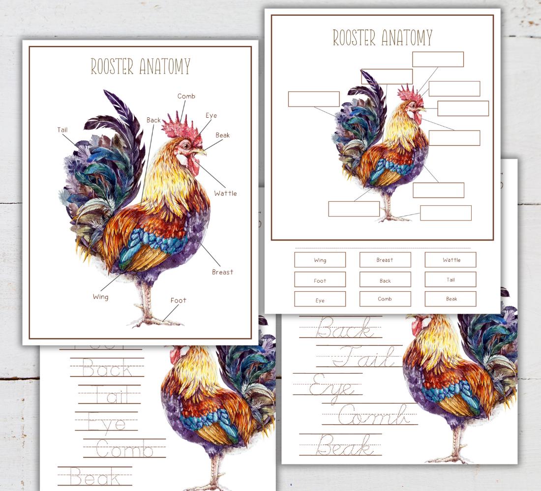 Chicken Unit Study , Life Cycle, Anatomy, DIGITAL DOWNLOAD - Etsy