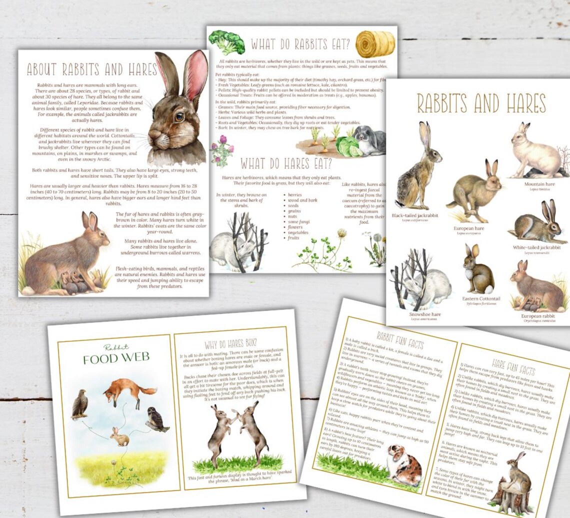 Rabbit and Hare Unit Study: Homeschool Printable (instant Download) - Etsy