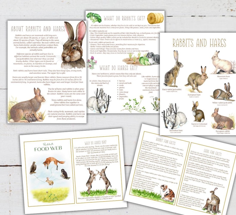 Rabbit and Hare Unit Study: Homeschool Printable (instant Download) - Etsy