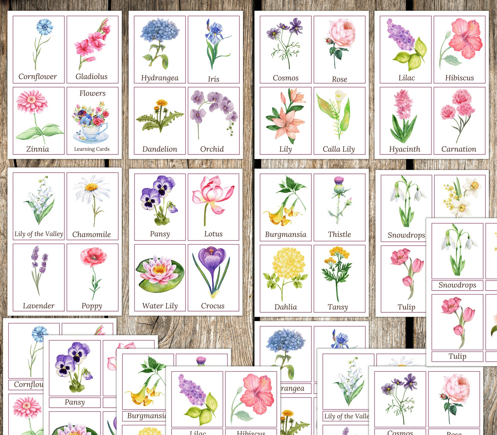 FLOWERS Mini Study Unit Life Cycle Anatomy Science - Etsy