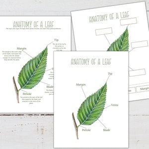 TREE Anatomy, Tree, Trunk and Leaf Anatomy Poster and Labeling ...