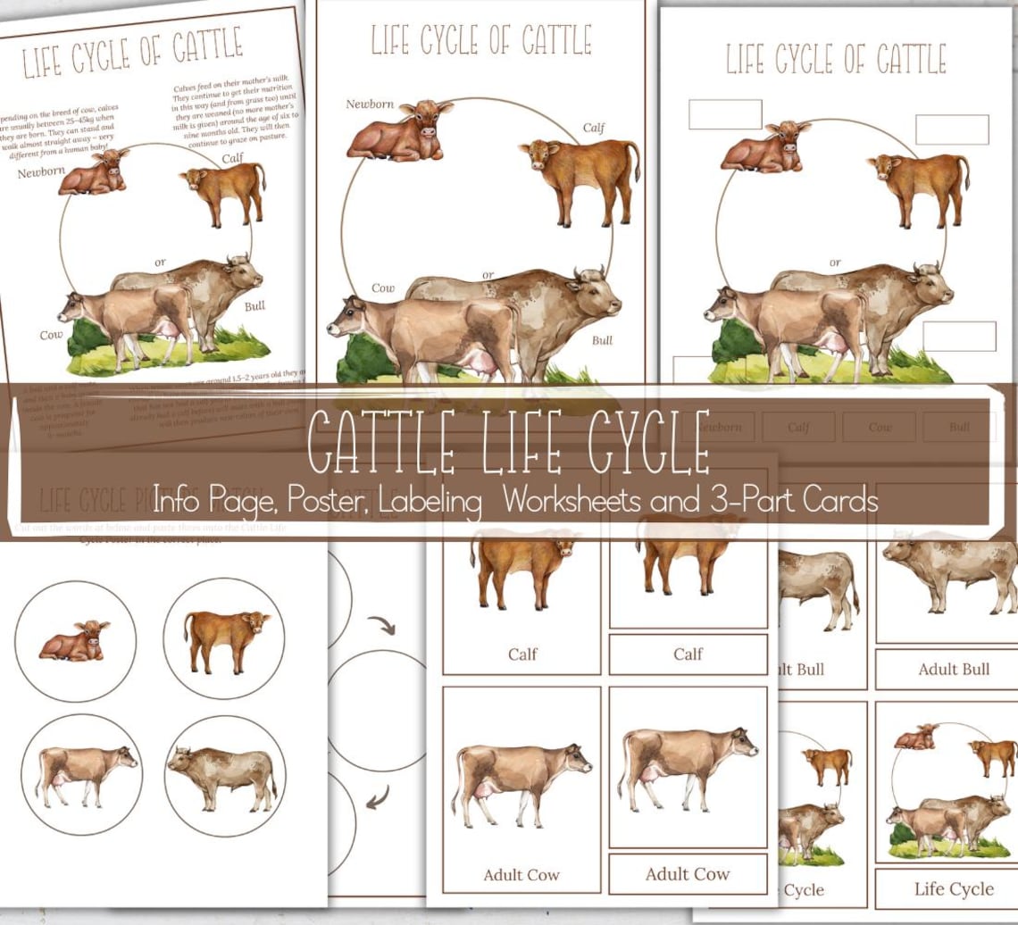 Cows Unit Study: Cattle Life Cycle, Anatomy (homeschool Printable) - Etsy