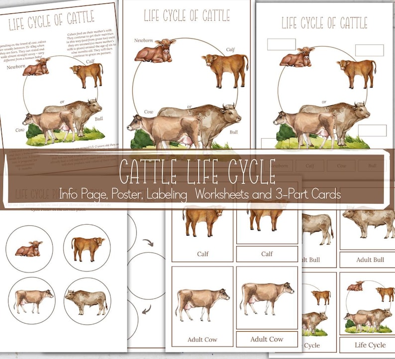 Cows Unit Study: Cattle Life Cycle, Anatomy (homeschool Printable) - Etsy