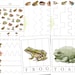 FROG Unit Study, Life Cycle, Anatomy, Nature Study, Science ...