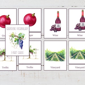 GRAPES Unit Study, Anatomy, Nature Study, Science, Handwriting ...