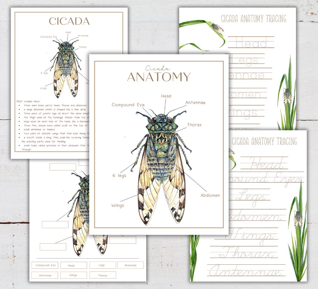 Cicada Life Cycle Unit Study: Anatomy, Homeschool Printable (instant ...