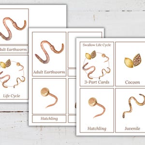 EARTHWORM Study Unit, Life Cycle, Anatomy, Nature Study, Science ...