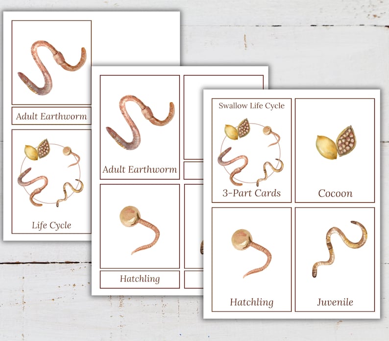 EARTHWORM Study Unit, Life Cycle, Anatomy, Nature Study, Science ...