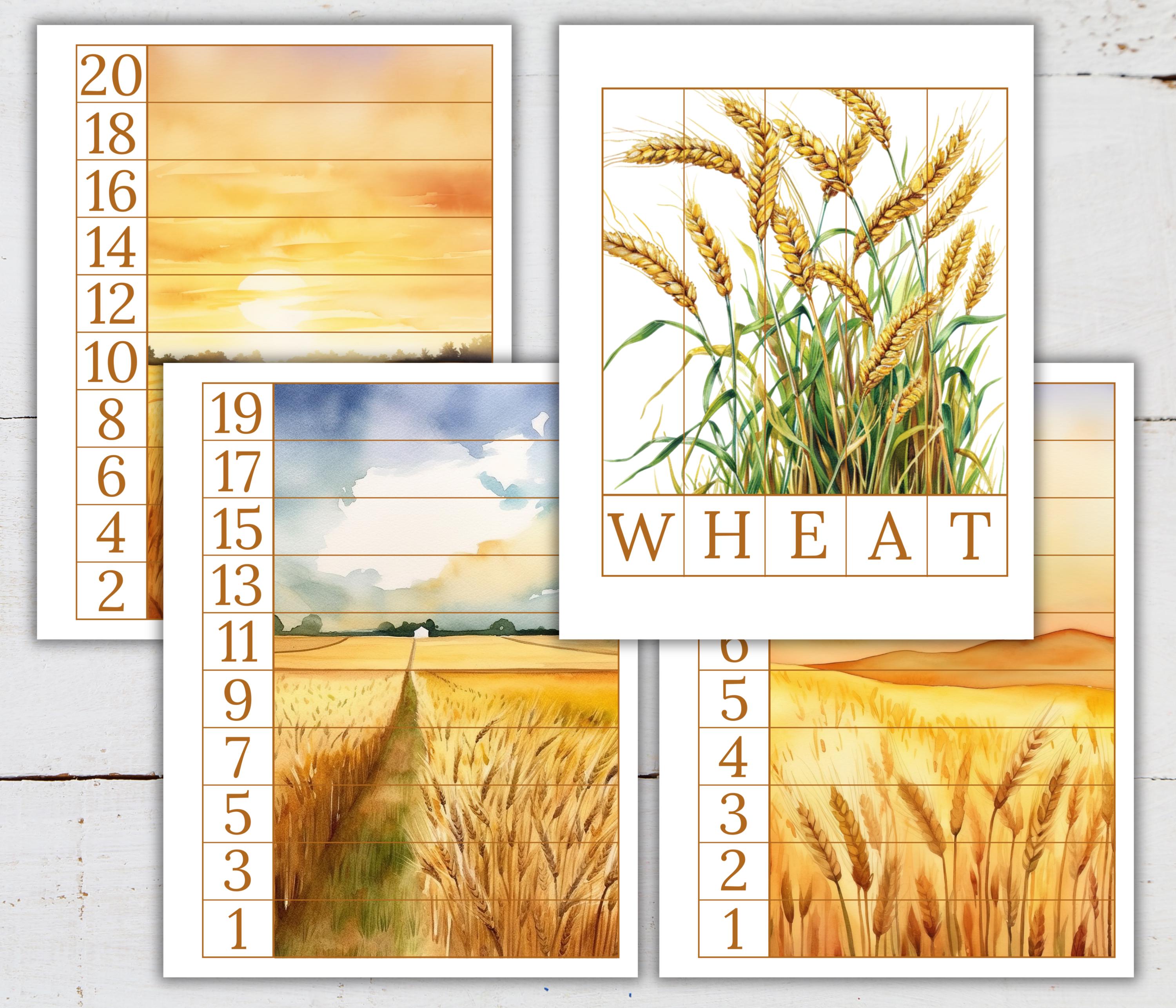 Wheat Unit Study: Life Cycle, Anatomy, Homeschool Printable (instant ...