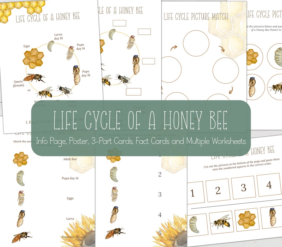 HONEY BEE Life Cycle, Nature Study, Homeschool Printable, Instant ...