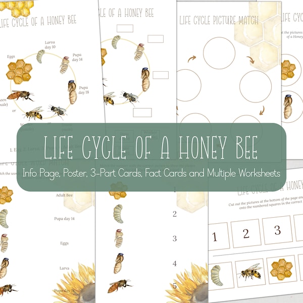 Life Cycle of a Honey Bee - Etsy
