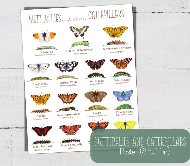 BUTTERFLIES and CATERPILLARS Mini Poster 3-part Cards Fact - Etsy