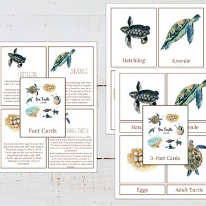 Sea Turtle Unit Study, Life Cycle, Anatomy, Nature Study, Science ...