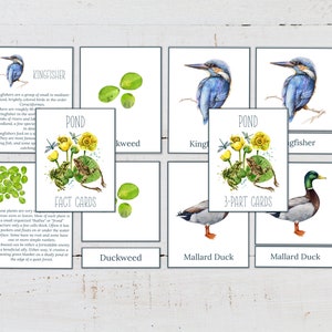 POND ECOSYSTEM Mini Poster, Fact Cards and 3 Part Cards, Nature ...