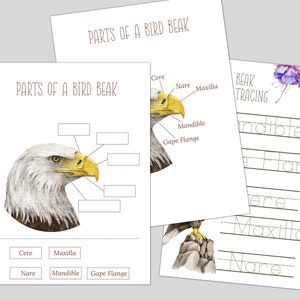 BIRD BEAKS Unit Study, Nature Study, Science, Handwriting, Homeschool ...