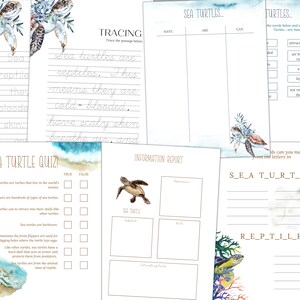 Sea Turtle Unit Study, Life Cycle, Anatomy, Nature Study, Science ...