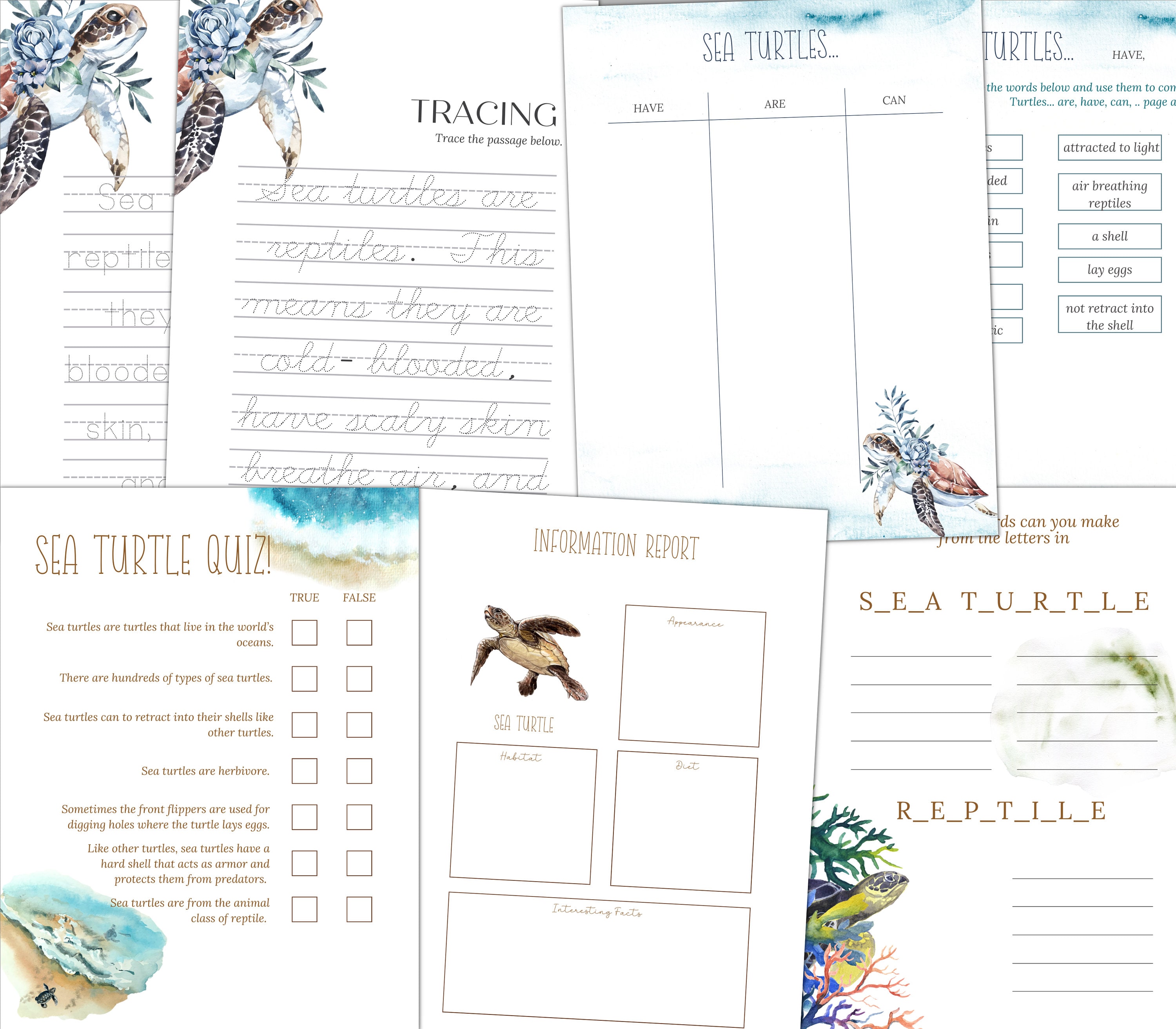 Sea Turtle Unit Study: Homeschool Science Printable (instant Download ...