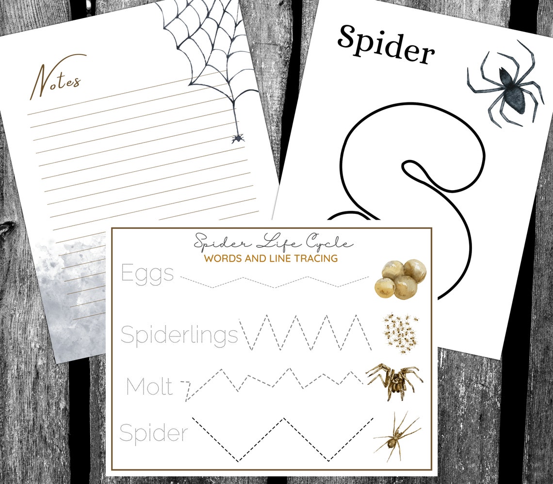 SPIDER Unit Study Life Cycle Anatomy Nature Study Science - Etsy UK