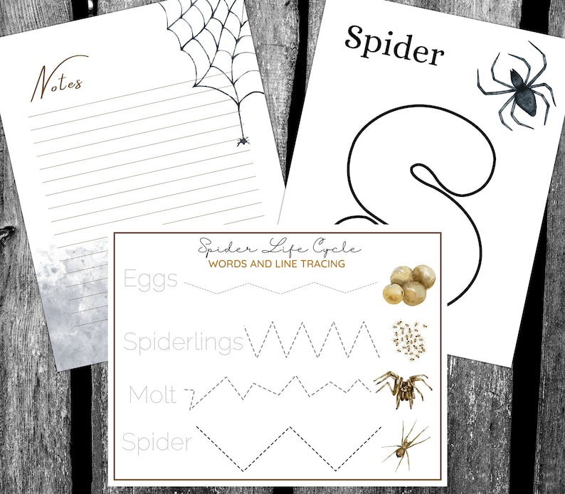 SPIDER Unit Study Life Cycle Anatomy Nature Study Science - Etsy UK