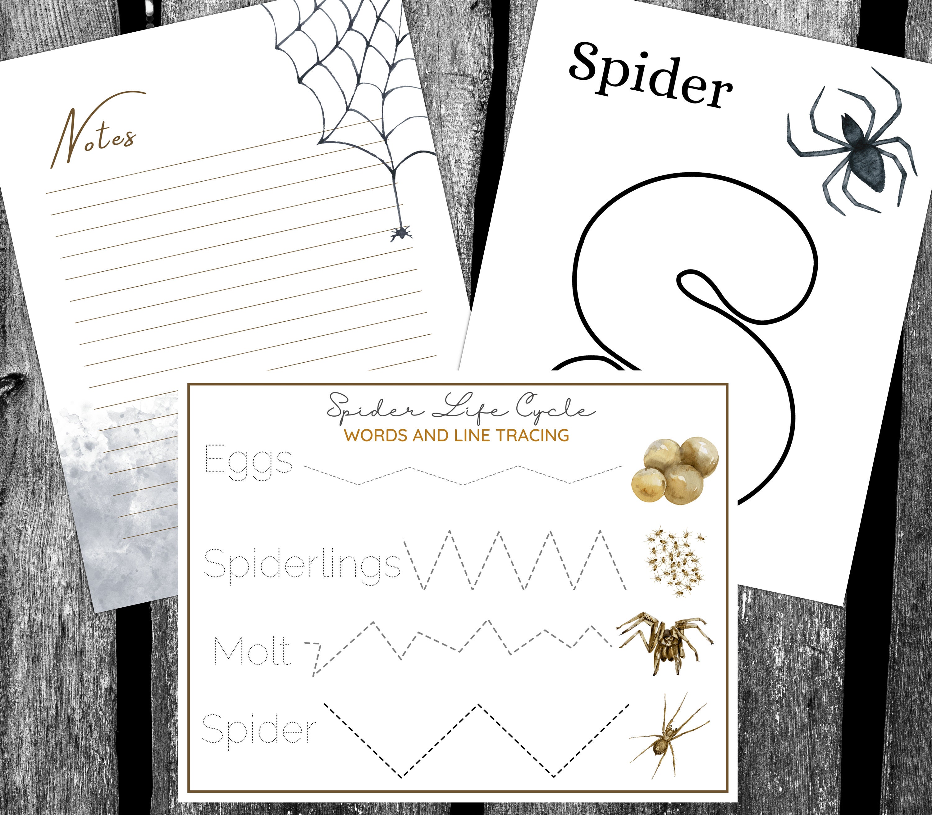 SPIDER Unit Study Life Cycle Anatomy Nature Study Science - Etsy UK