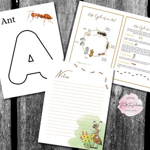 ANT Colony Unit Study Life Cycle Anatomy Nature Study | Etsy