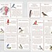 WINTER BIRDS Fact Cards, 3 Part Cards and Mini Poster, Nature, Digital ...