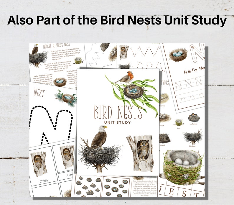 Bird Nest Scavenger Hunt: Nature Study Challenge (printable PDF) - Etsy