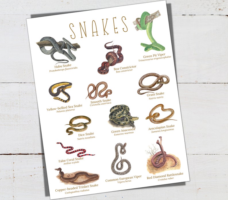 Snakes Mini Poster & Fact Cards: Montessori Homeschool (digital ...